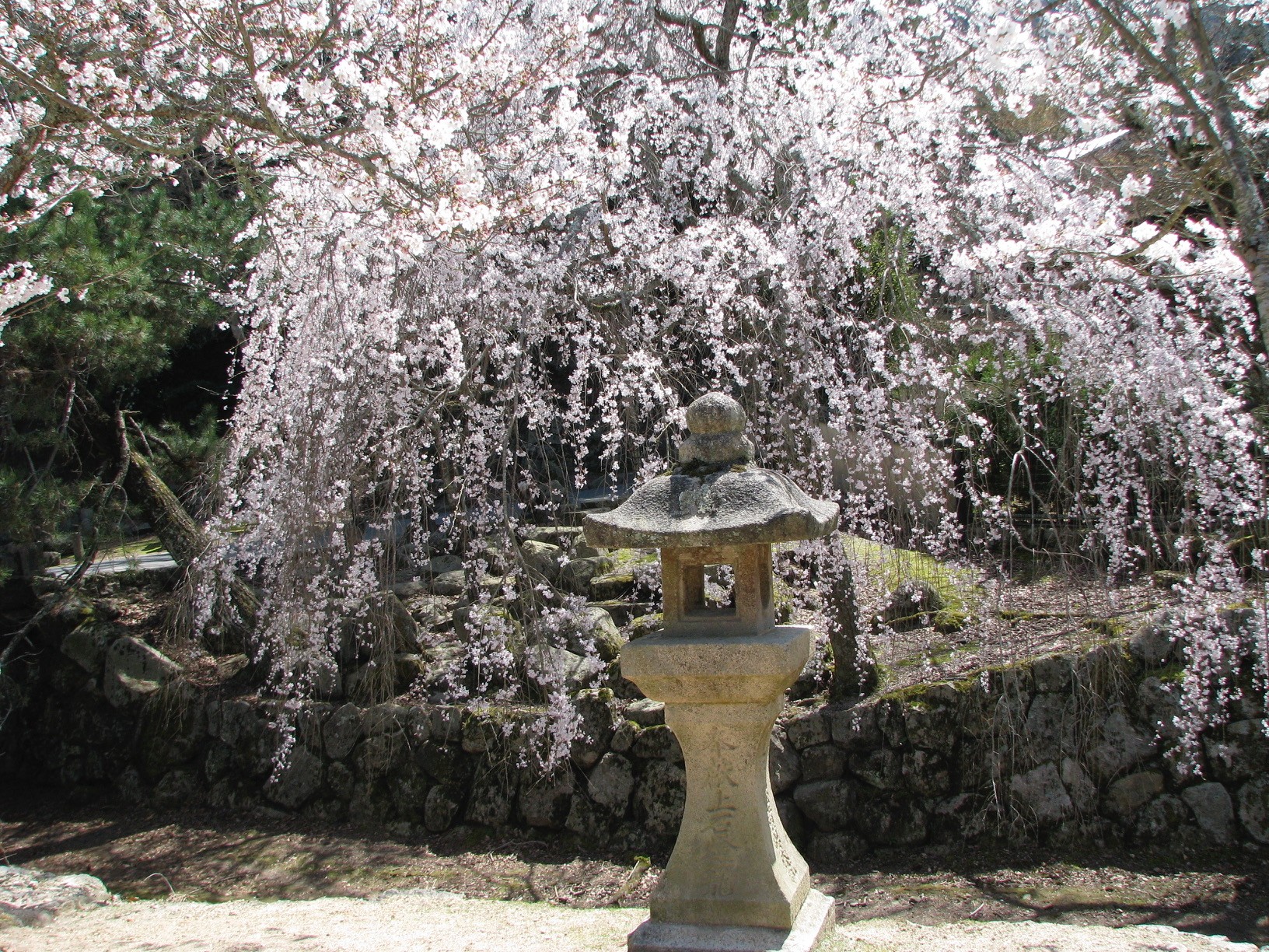 Cherry Blossoms and Taxes – The Cache